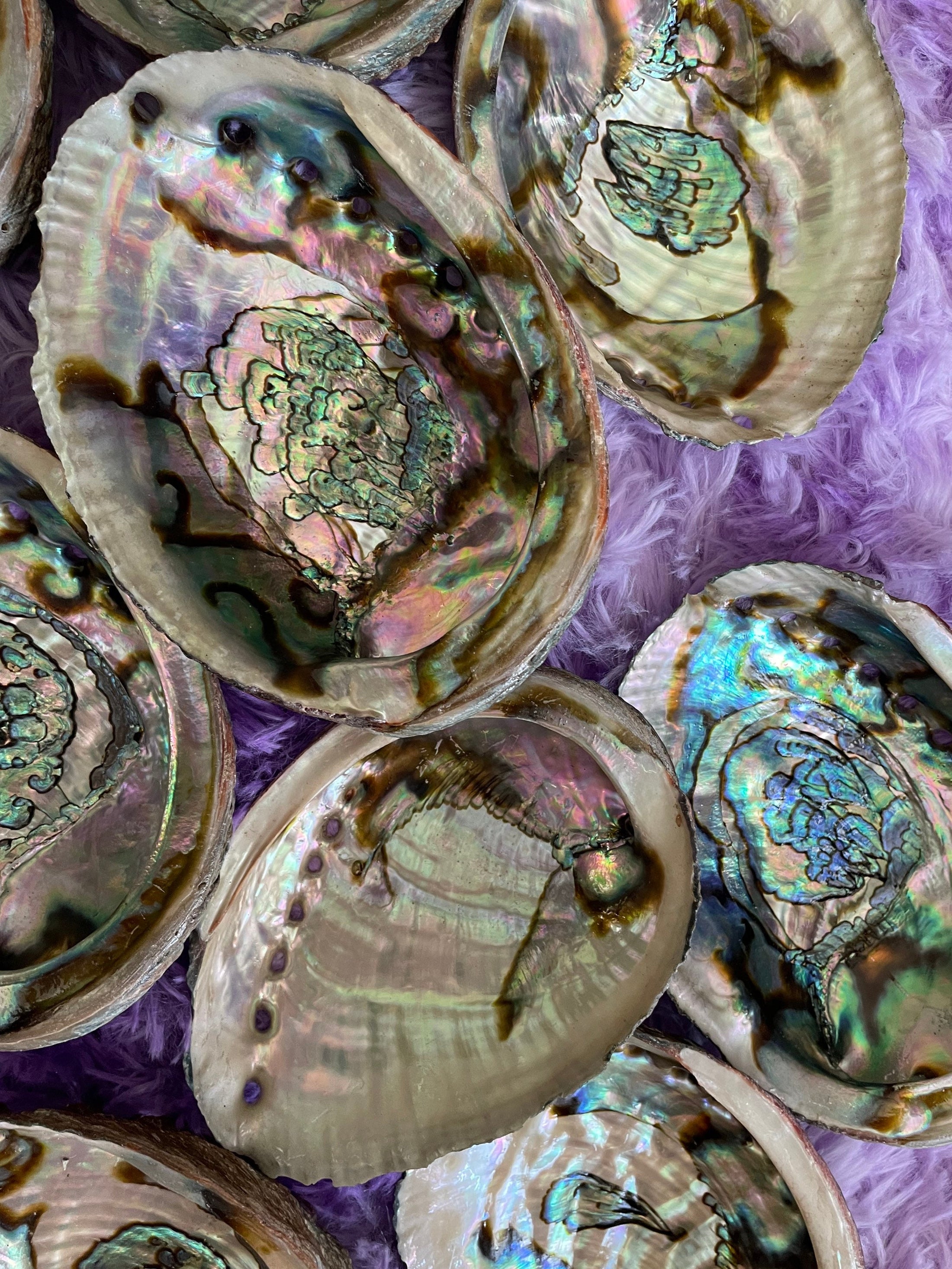 Large abalone shell smudging stick beautiful shells are perfect for sm ...