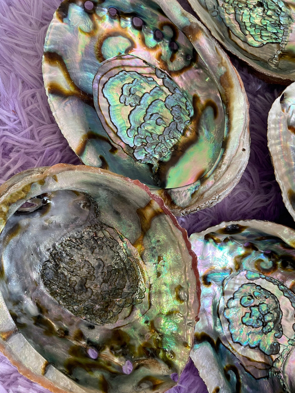 Large abalone shell smudging stick beautiful shells are perfect for sm ...